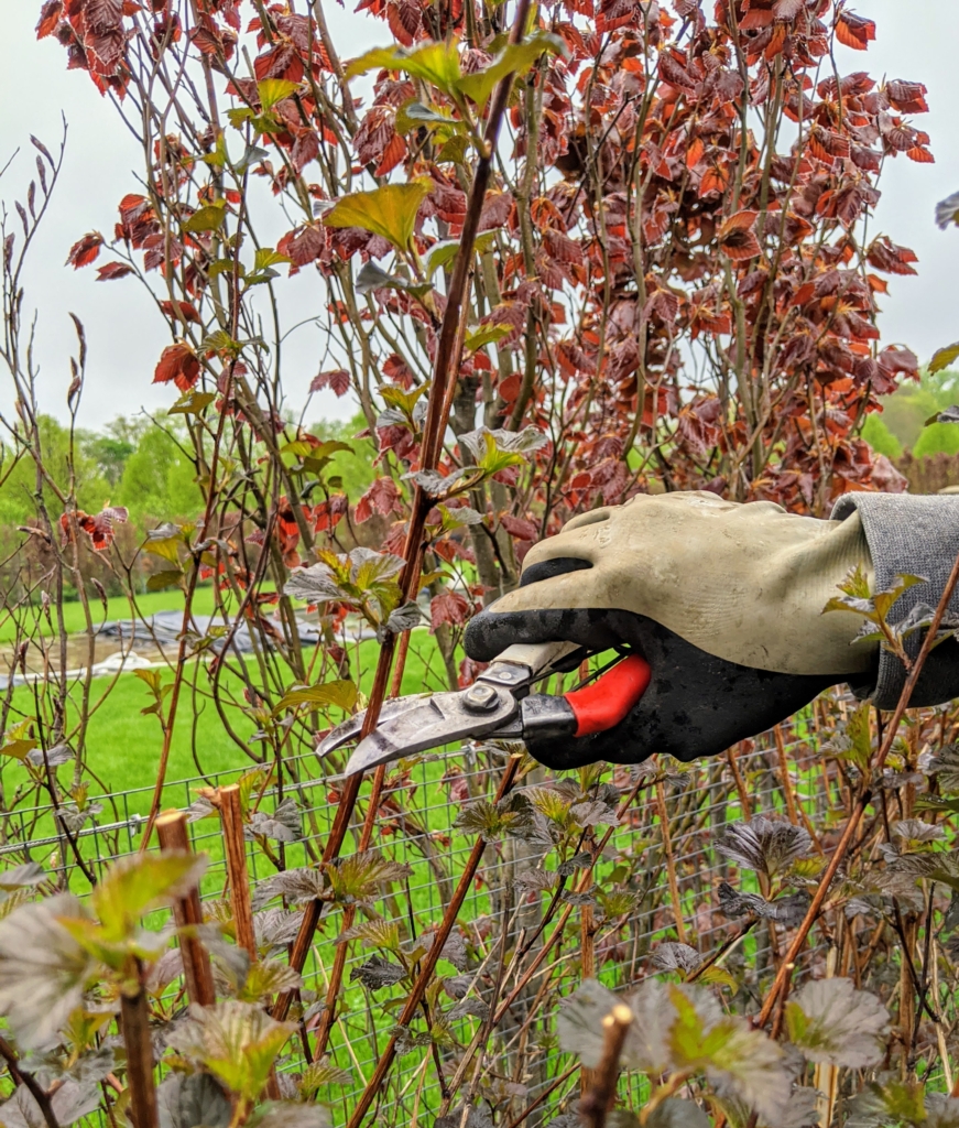 Pruning Around the Pool - The Martha Stewart Blog