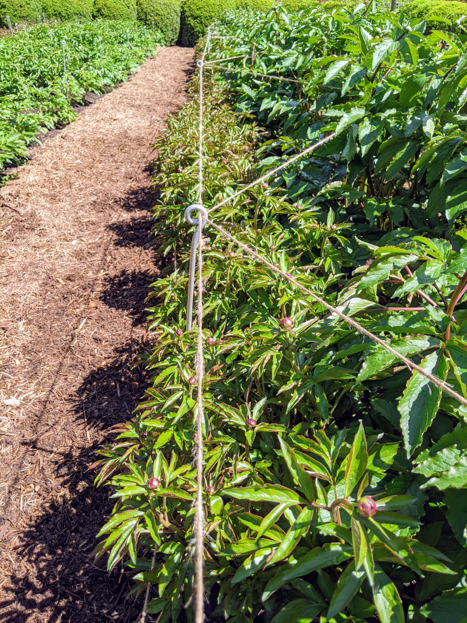 Time to Stake the Peonies - The Martha Stewart Blog