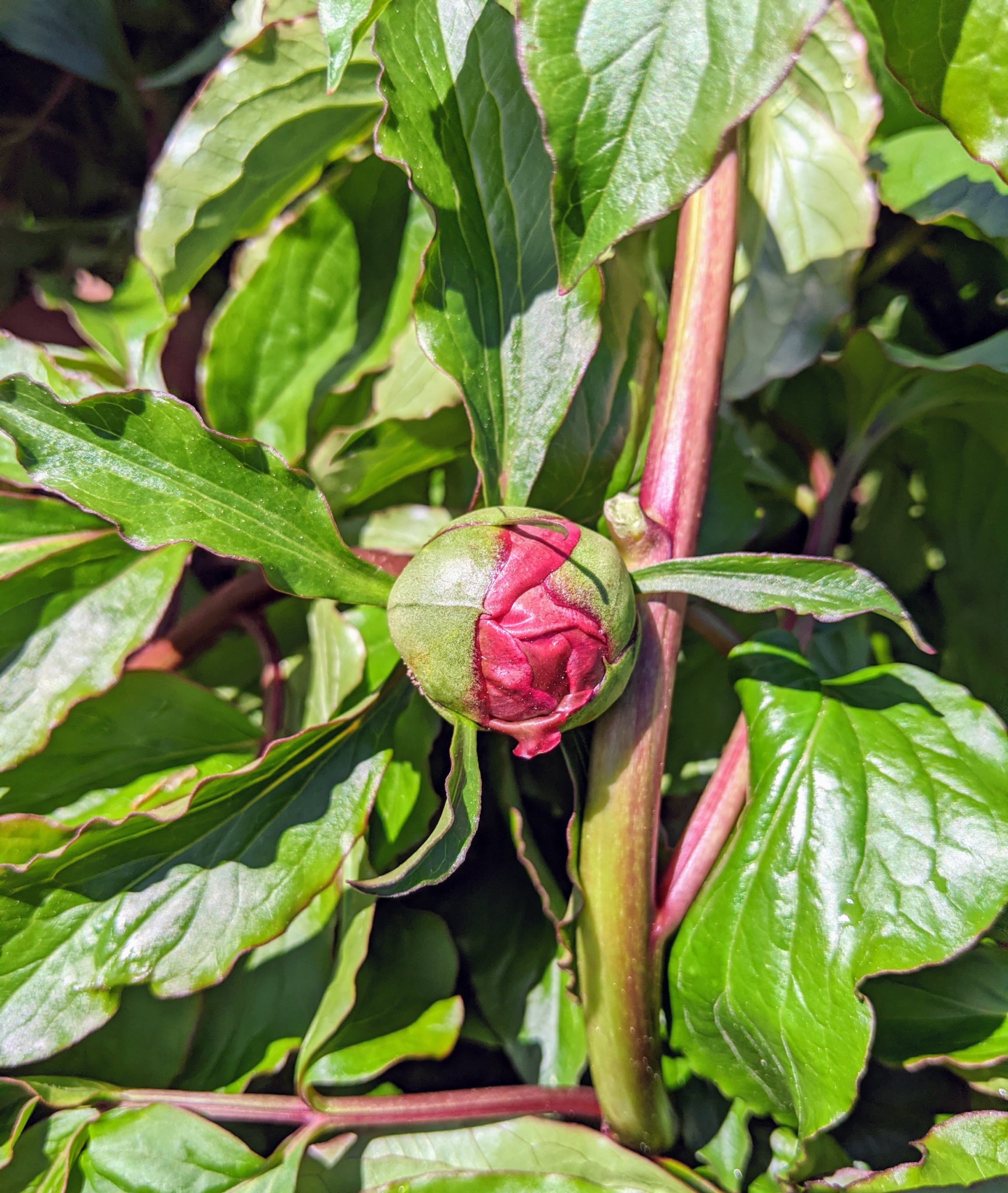 Time to Stake the Peonies - The Martha Stewart Blog