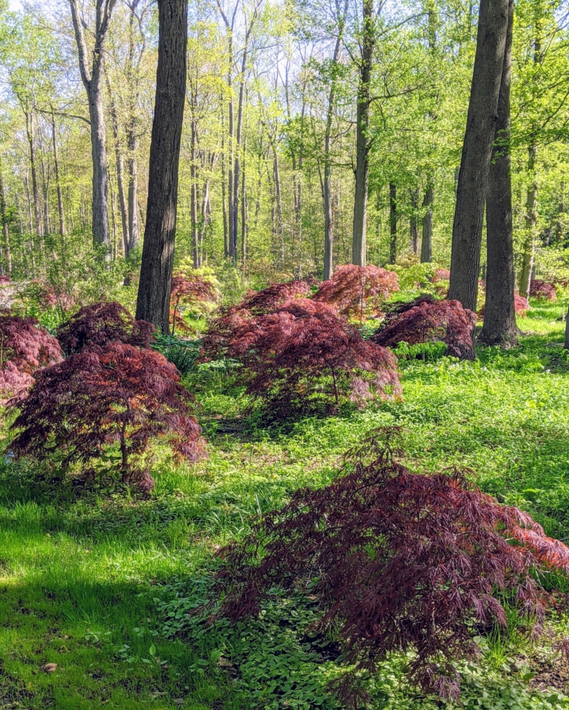 My Japanese Maples in Spring - The Martha Stewart Blog