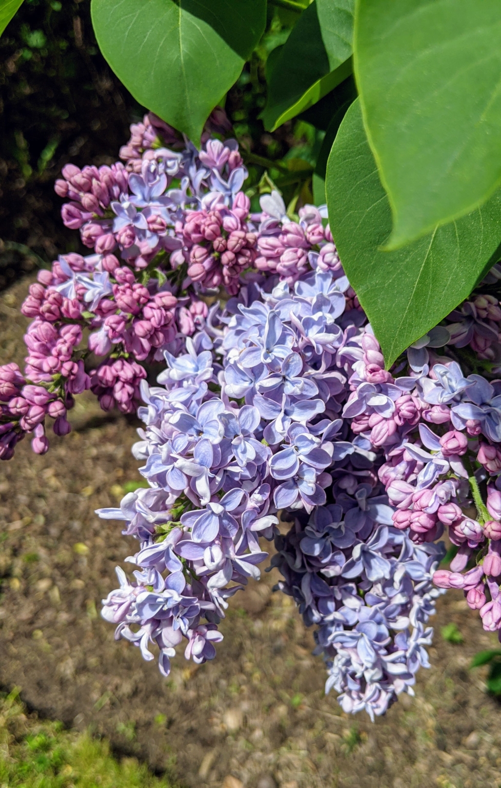 My Lilacs in Bloom - The Martha Stewart Blog