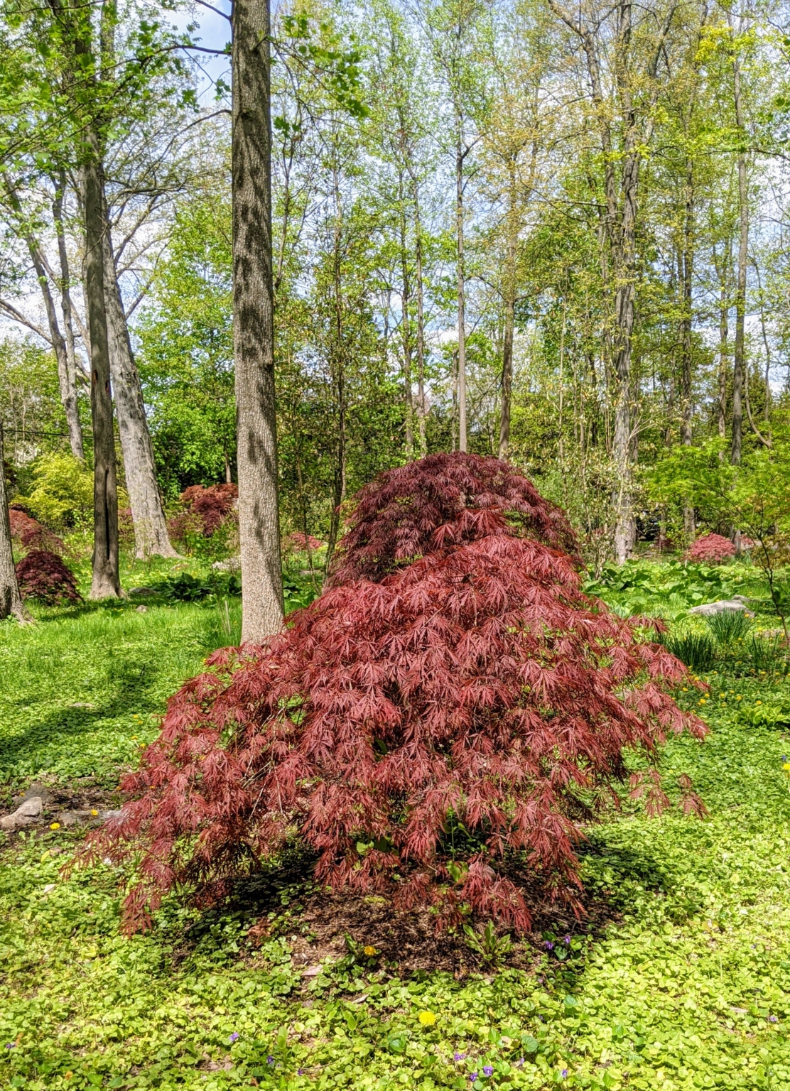 My Japanese Maples in Spring - The Martha Stewart Blog