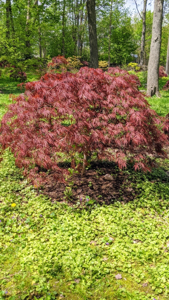 My Japanese Maples in Spring - The Martha Stewart Blog