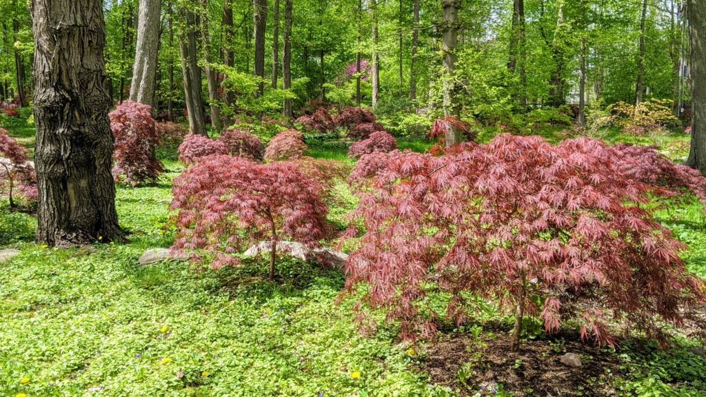 My Japanese Maples in Spring - The Martha Stewart Blog