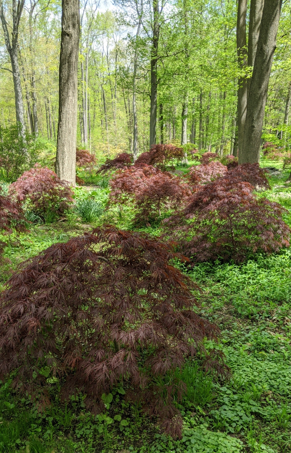 My Japanese Maples in Spring - The Martha Stewart Blog