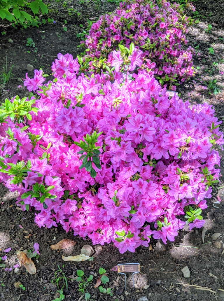 Blooming Azaleas - The Martha Stewart Blog
