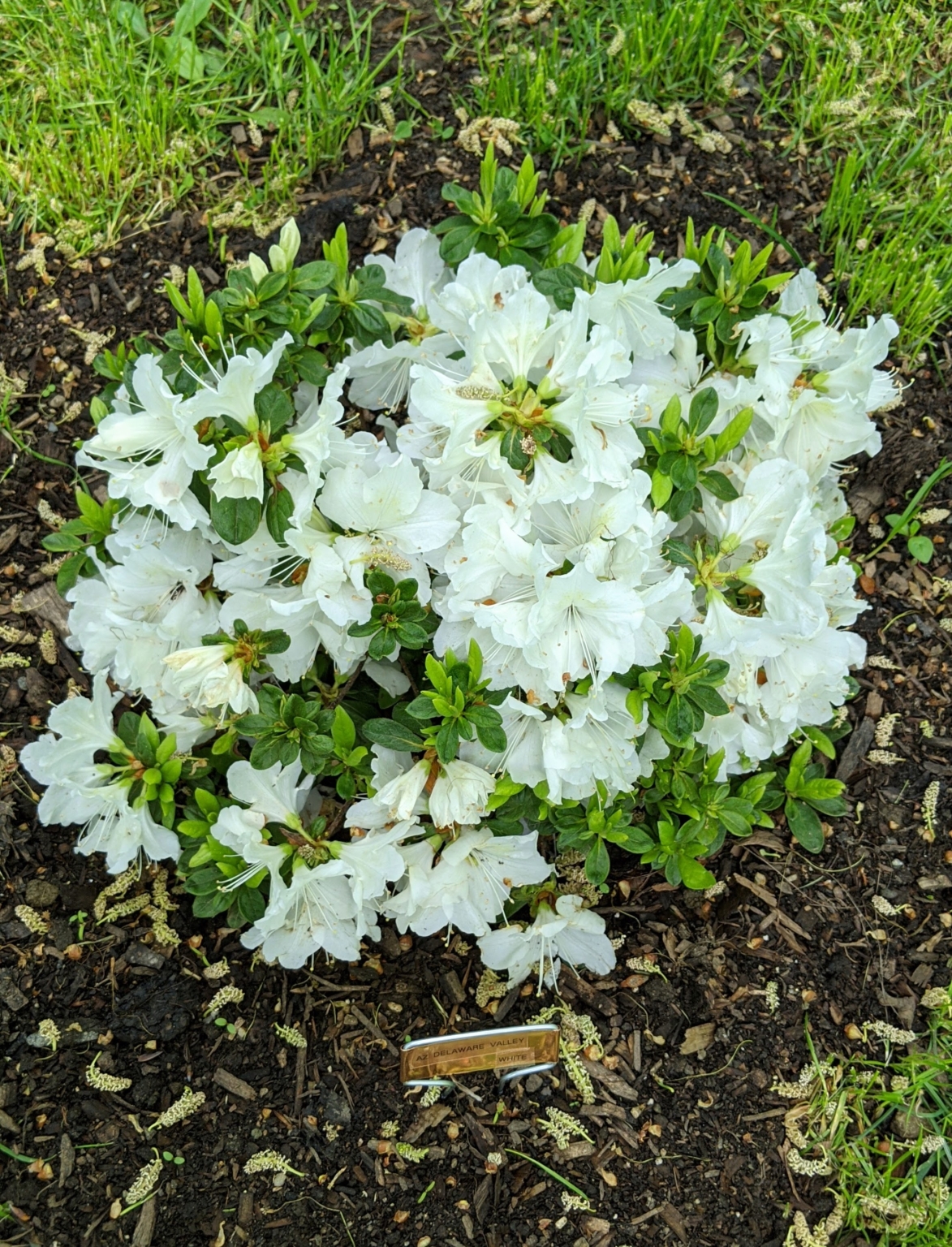 Blooming Azaleas - The Martha Stewart Blog