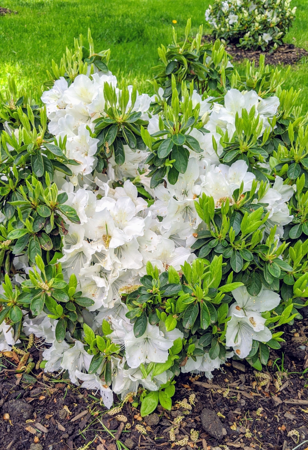 A New Azalea Garden - The Martha Stewart Blog