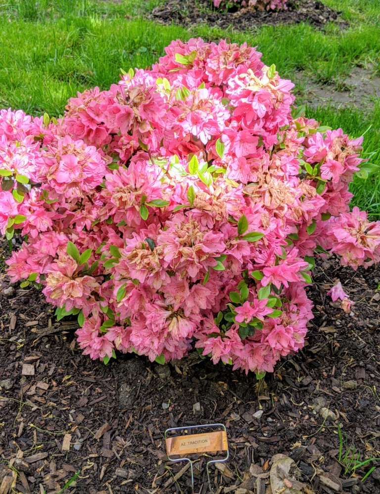 A New Azalea Garden - The Martha Stewart Blog