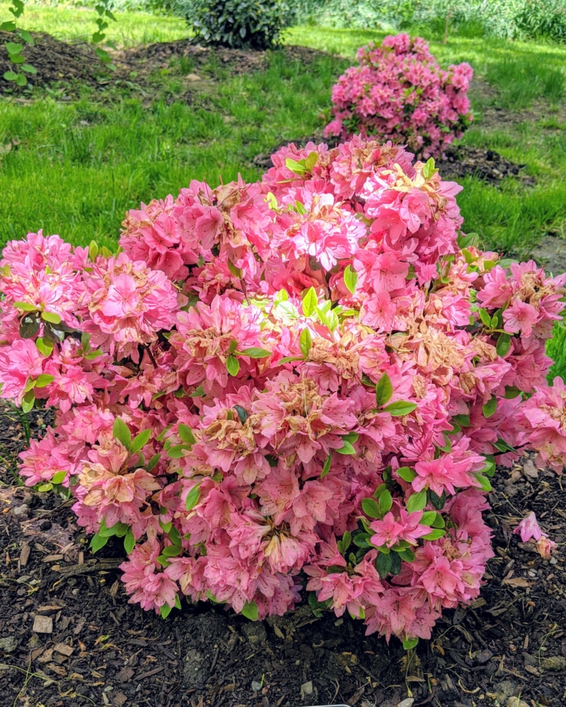 Blooming Azaleas - The Martha Stewart Blog