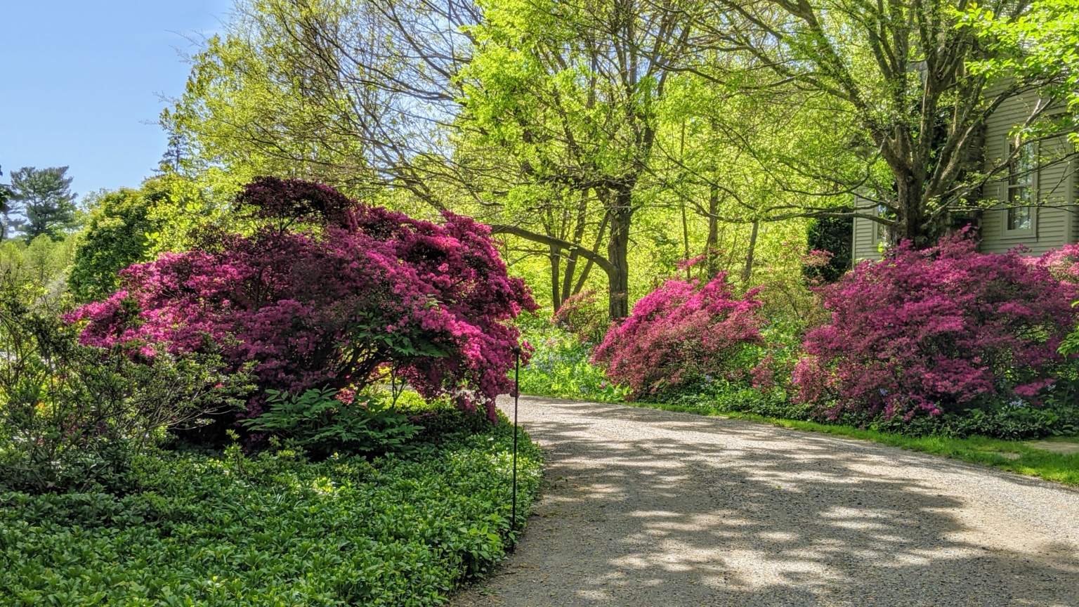 Blooming Azaleas - The Martha Stewart Blog