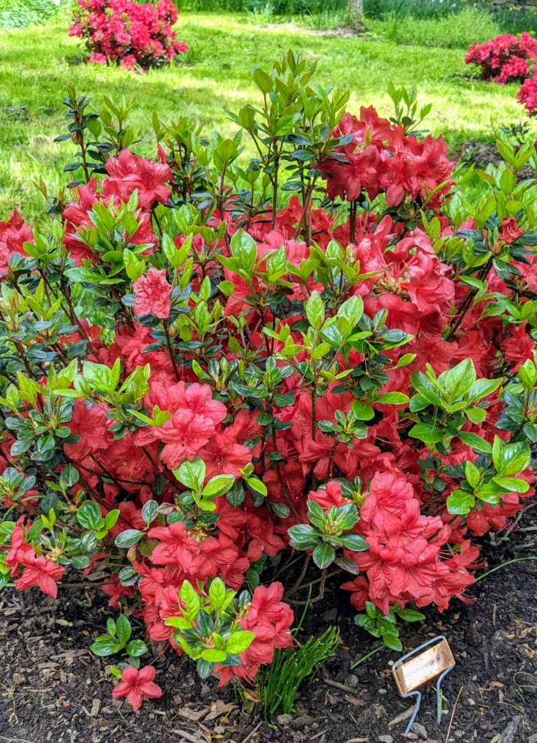 Blooming Azaleas - The Martha Stewart Blog