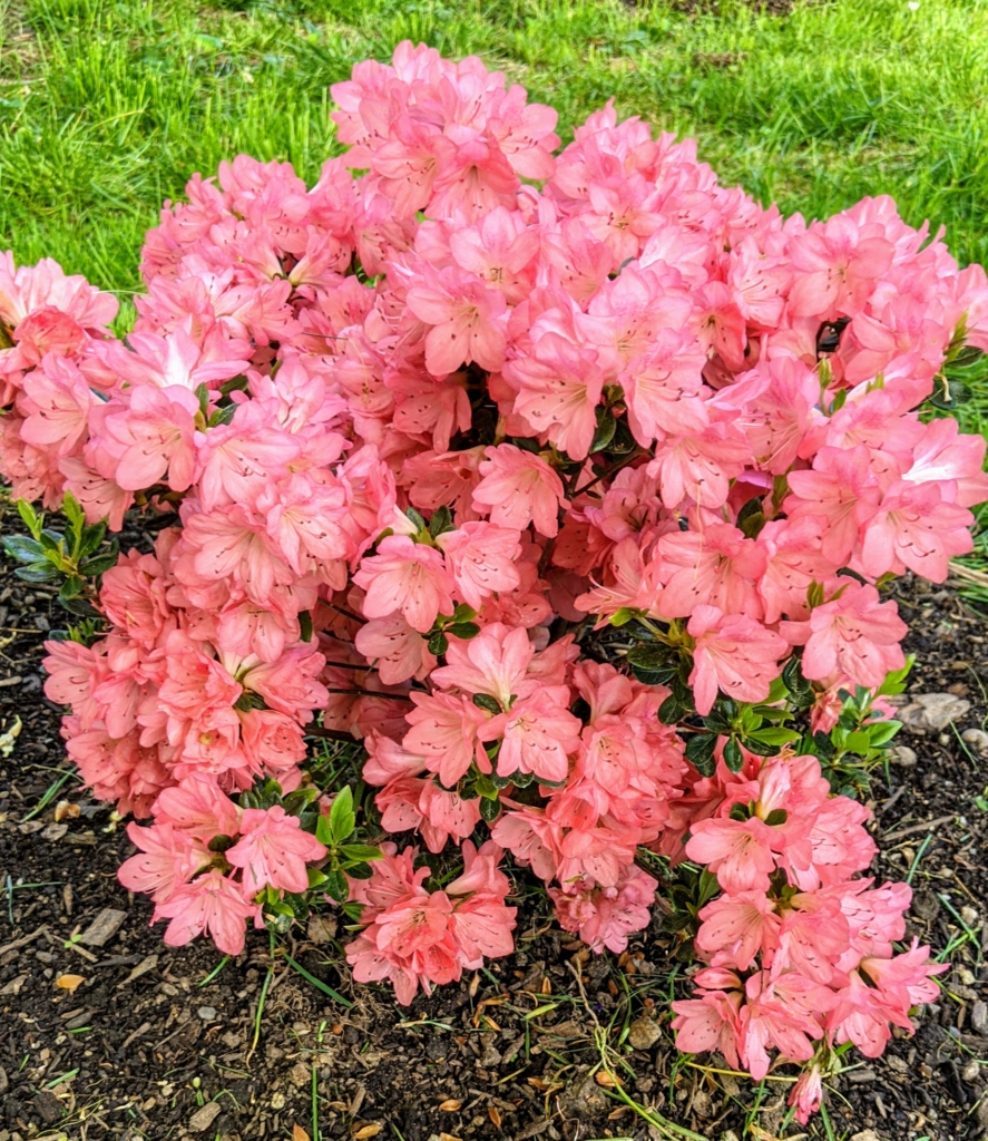 Blooming Azaleas - The Martha Stewart Blog