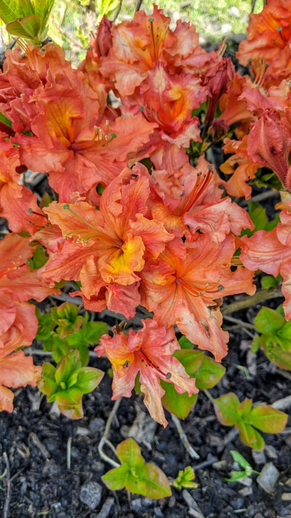 Blooming Azaleas - The Martha Stewart Blog