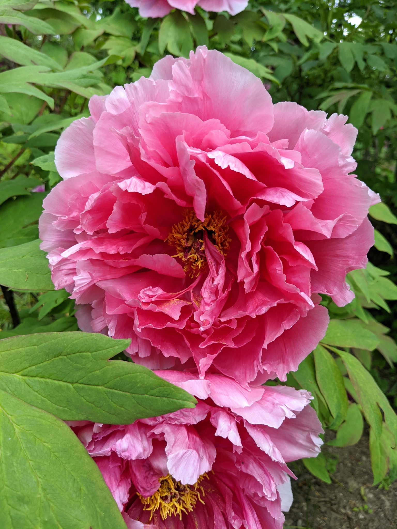This Year's Blooming Tree Peony Garden - The Martha Stewart Blog