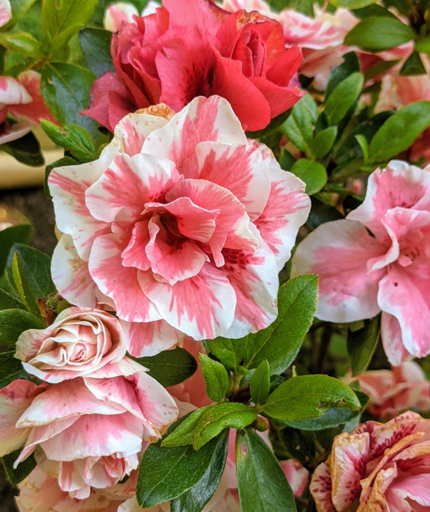 A New Azalea Garden - The Martha Stewart Blog