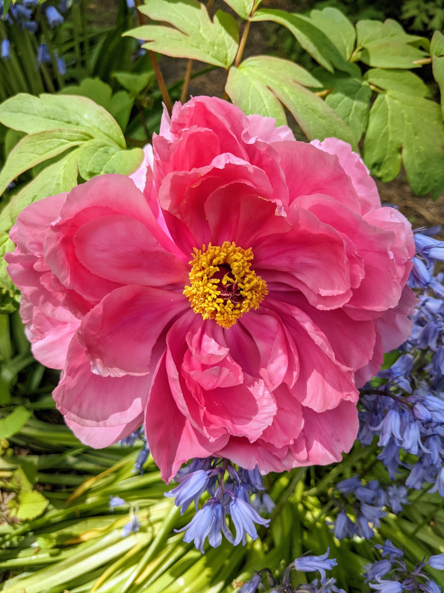 This Year's Blooming Tree Peony Garden - The Martha Stewart Blog