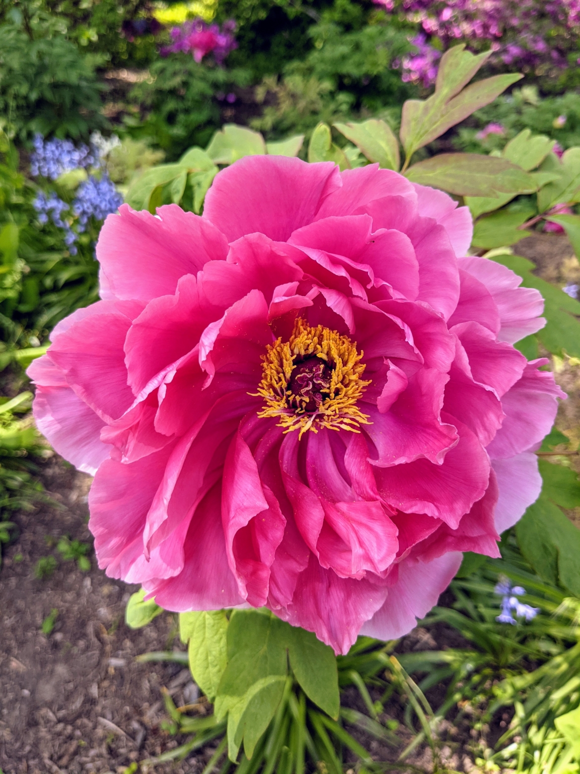 This Year's Blooming Tree Peony Garden - The Martha Stewart Blog