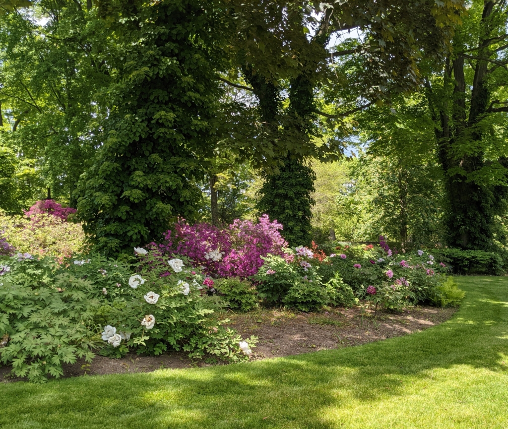 This Year's Blooming Tree Peony Garden - The Martha Stewart Blog