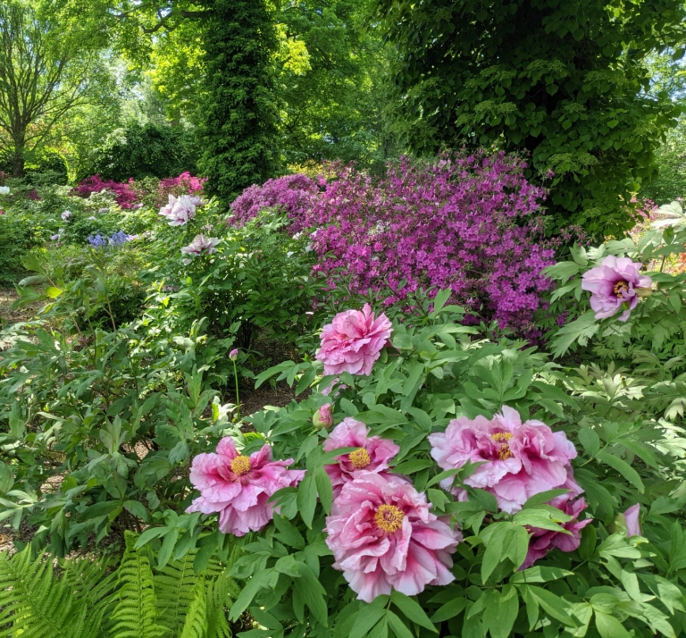 This Year's Blooming Tree Peony Garden - The Martha Stewart Blog
