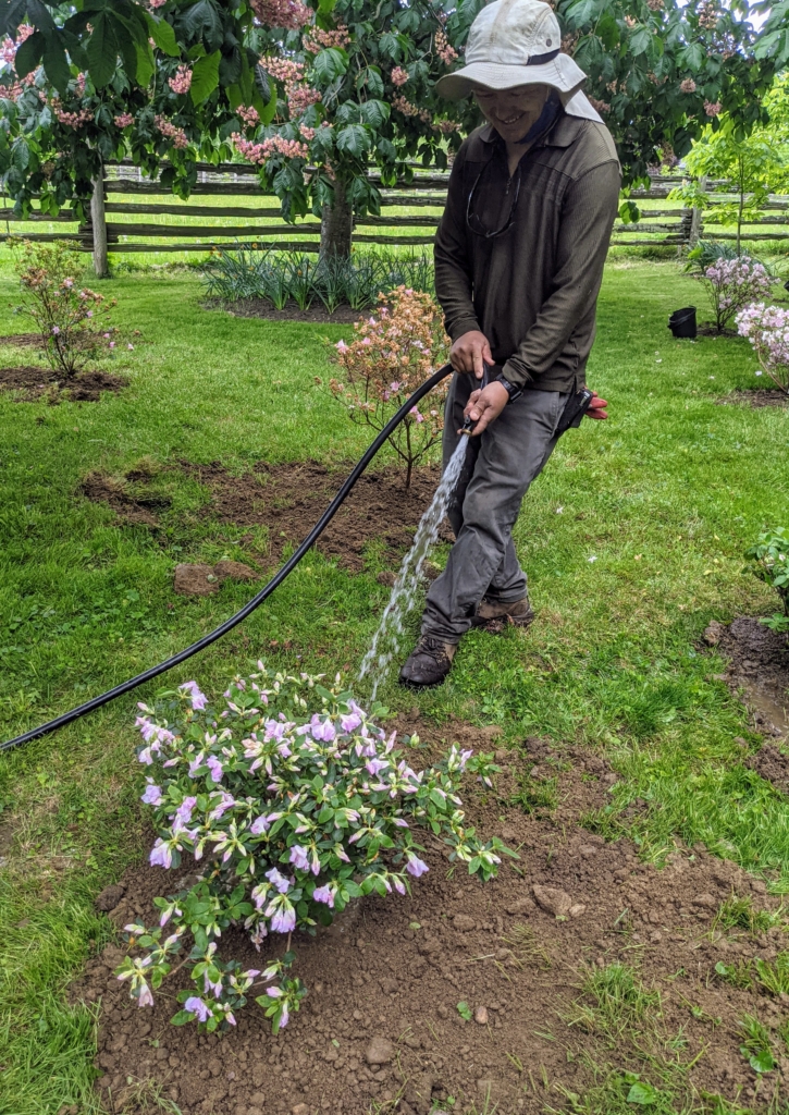A New Azalea Garden - The Martha Stewart Blog