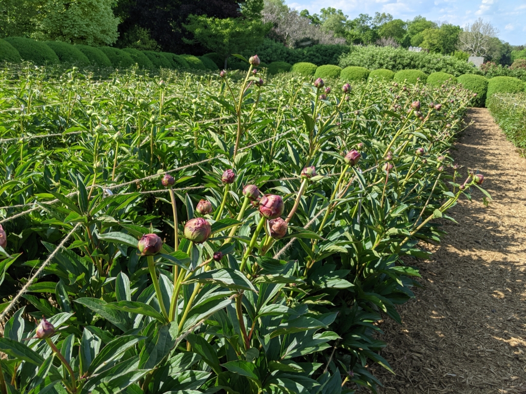 This Year's Blooming Tree Peony Garden - The Martha Stewart Blog