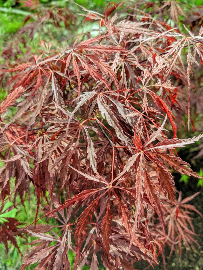 The Martha Stewart Blog : Blog Archive My Japanese Maples in Spring ...