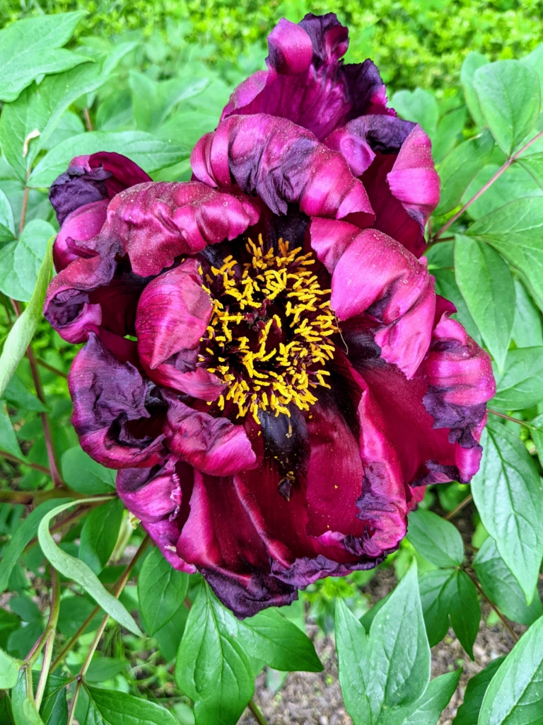 This Year's Blooming Tree Peony Garden - The Martha Stewart Blog