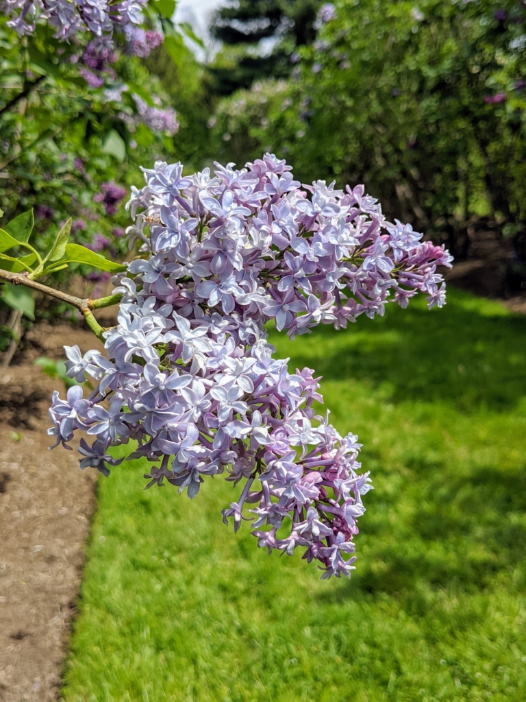 My Lilacs in Bloom - The Martha Stewart Blog