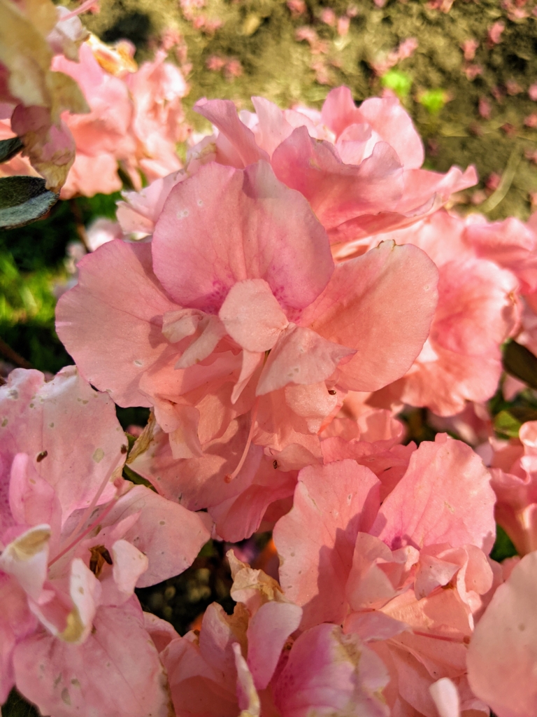 A New Azalea Garden - The Martha Stewart Blog