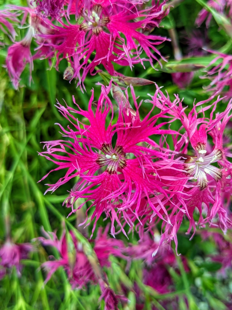 June Blooms in My Flower Garden - The Martha Stewart Blog