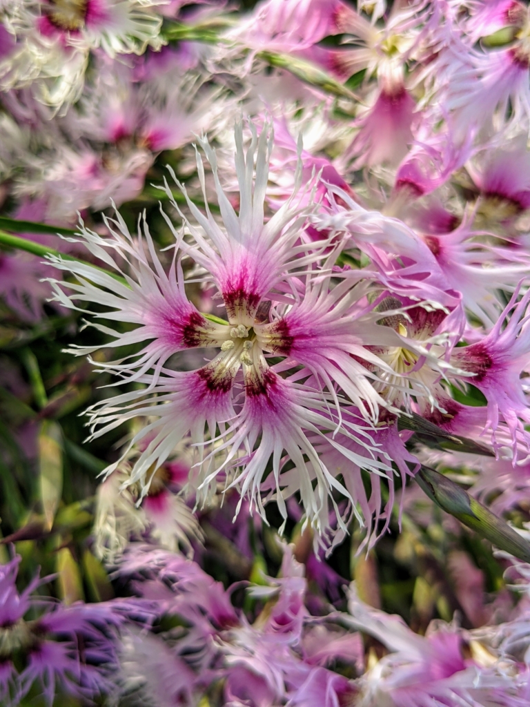 June Blooms in My Flower Garden - The Martha Stewart Blog