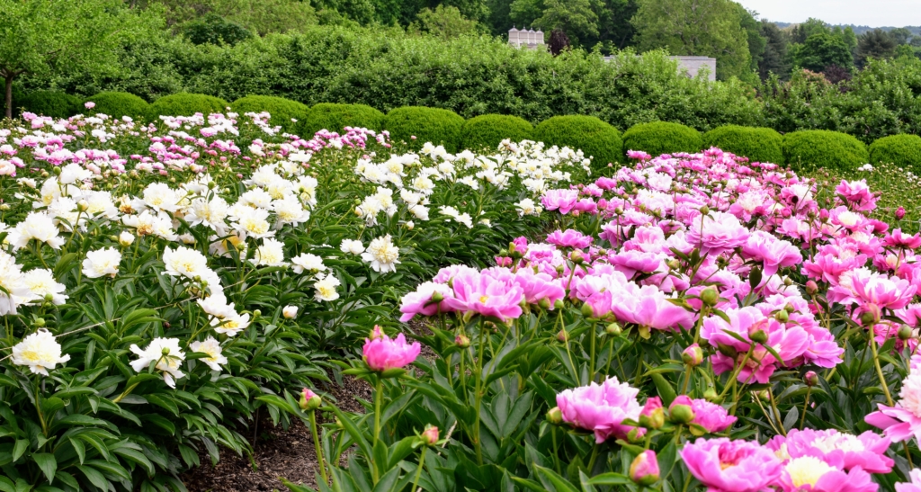 My Blooming Herbaceous Peonies 2021 - The Martha Stewart Blog