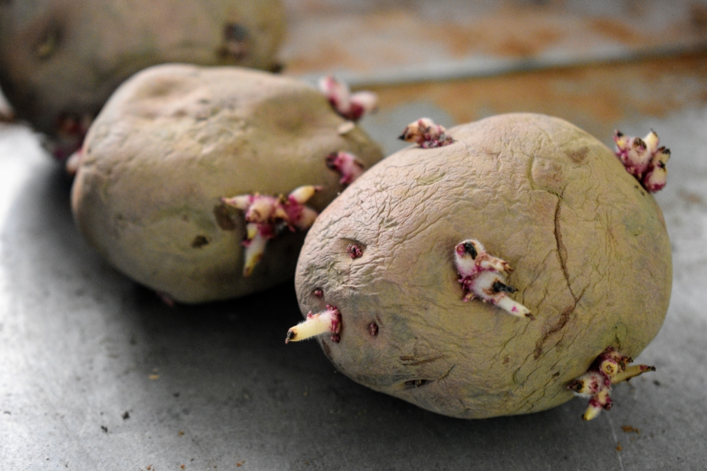 Planting the Season's Potatoes - The Martha Stewart Blog