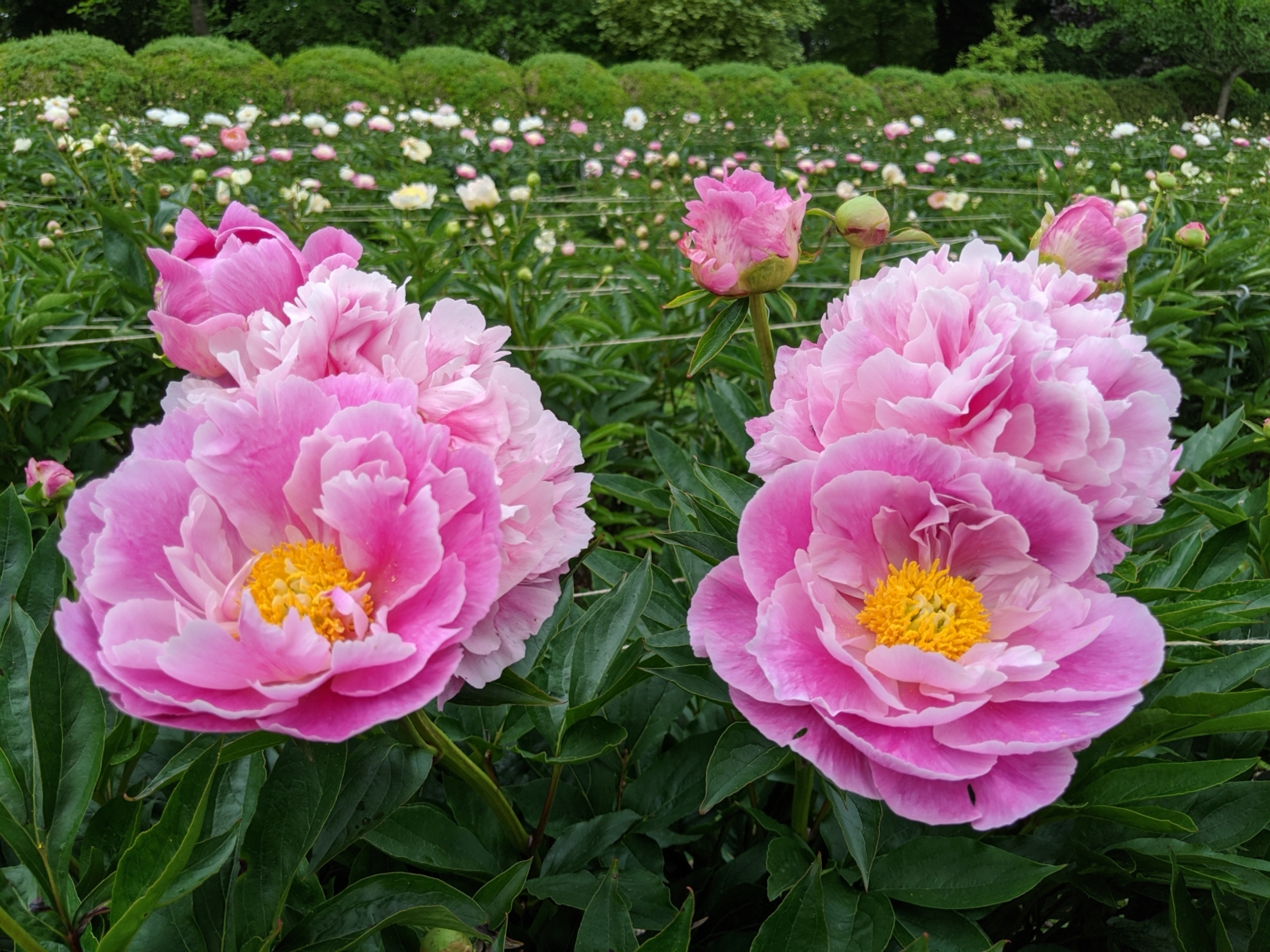 My Blooming Herbaceous Peonies 2021 - The Martha Stewart Blog