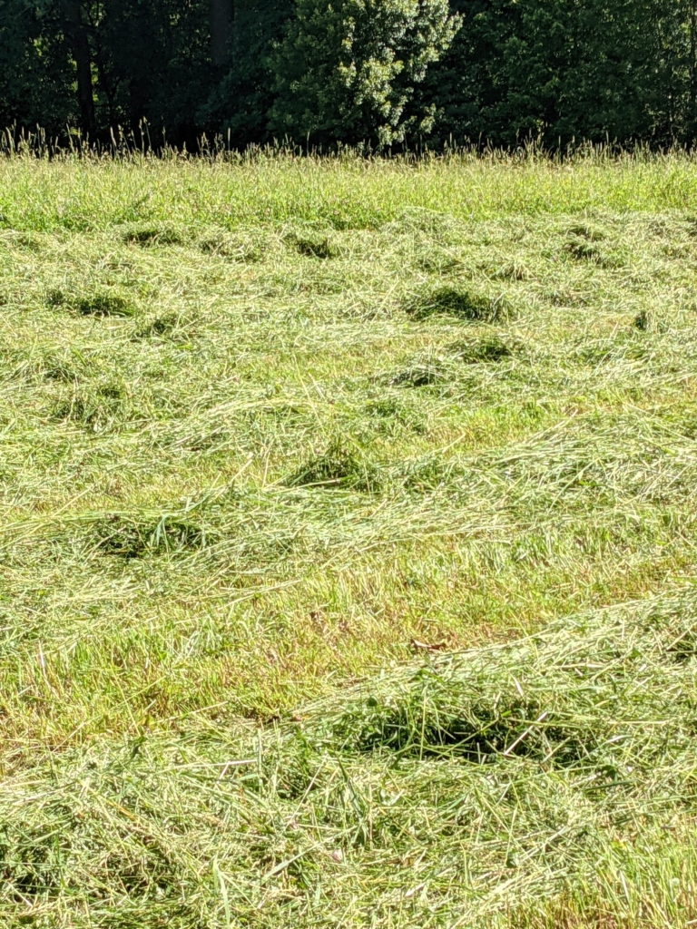 Cutting and Preparing the Hay for Baling - The Martha Stewart Blog