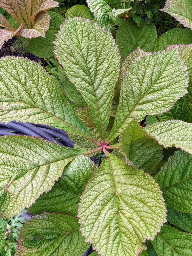 June Blooms in My Flower Garden - The Martha Stewart Blog