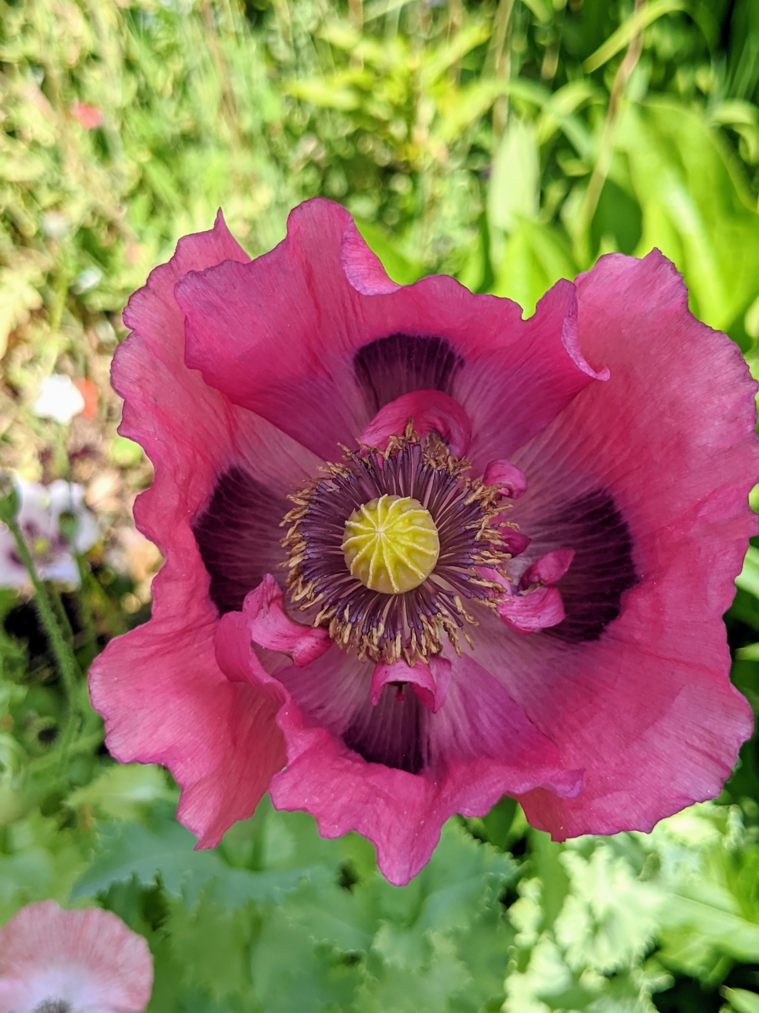 This Year's Blooming Poppies - The Martha Stewart Blog