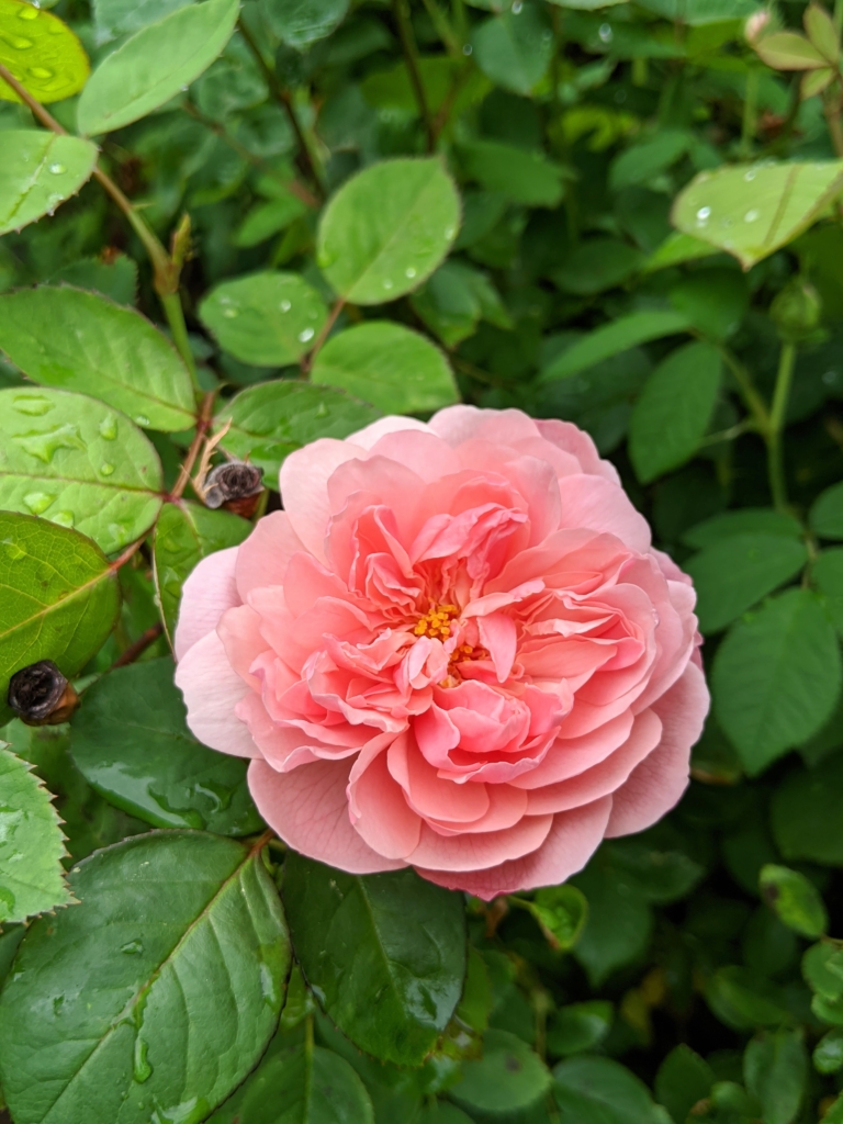 My Blooming Roses - The Martha Stewart Blog