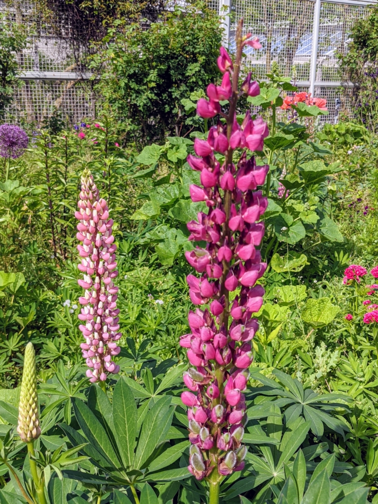 June Blooms in My Flower Garden - The Martha Stewart Blog