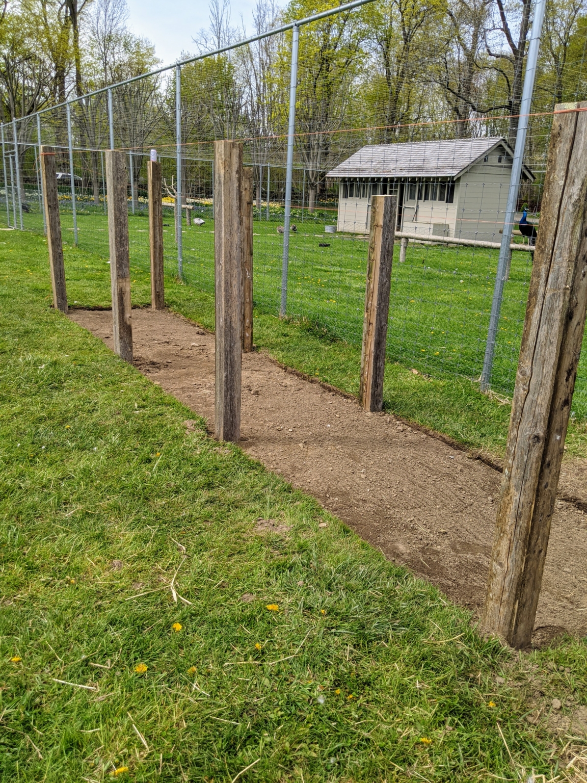 Building a Shelter for My Geese - The Martha Stewart Blog