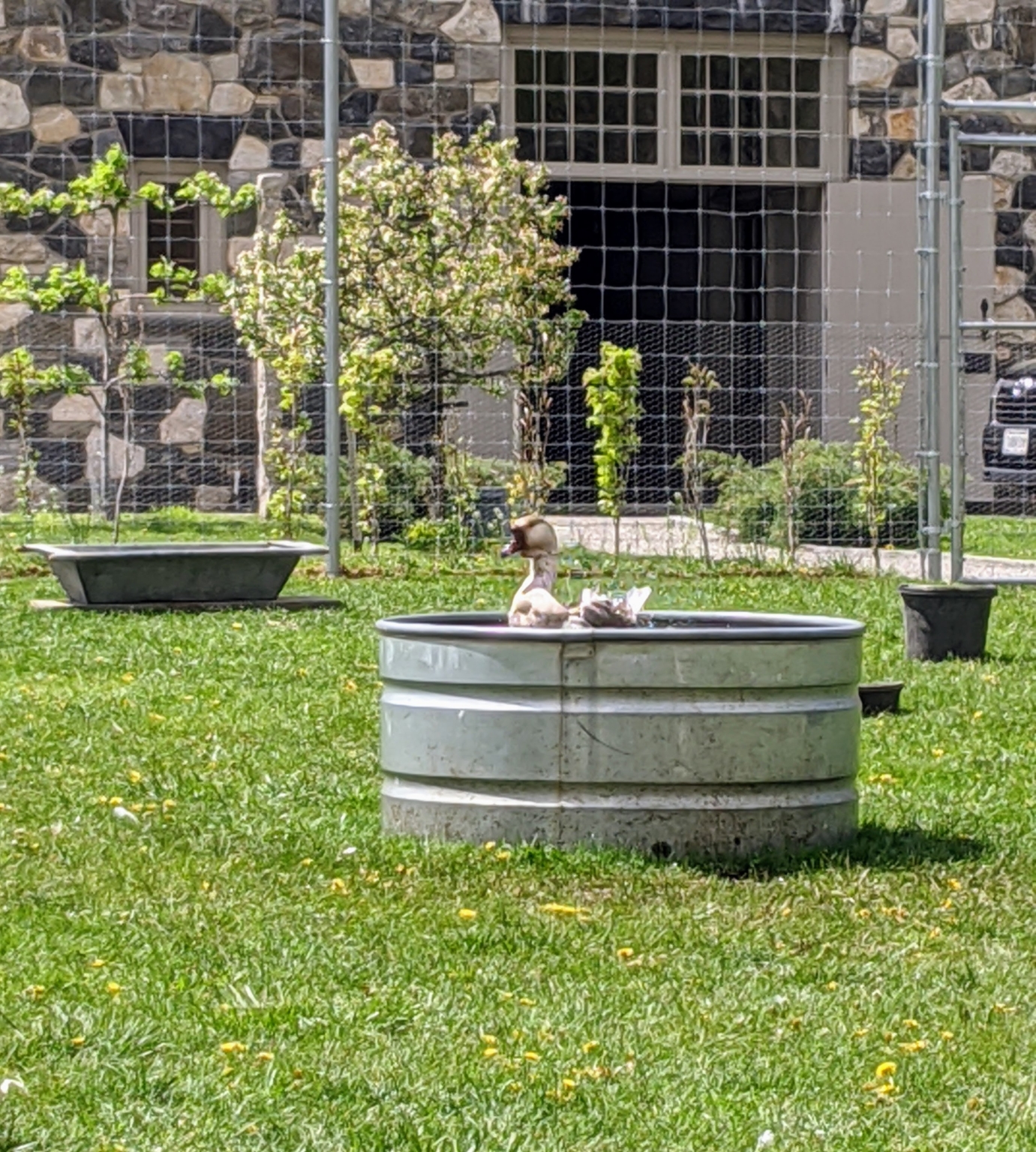 Building a Shelter for My Geese - The Martha Stewart Blog