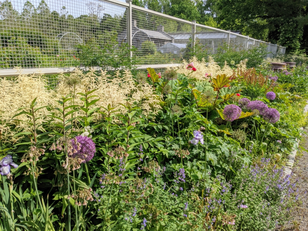 June Blooms in My Flower Garden - The Martha Stewart Blog