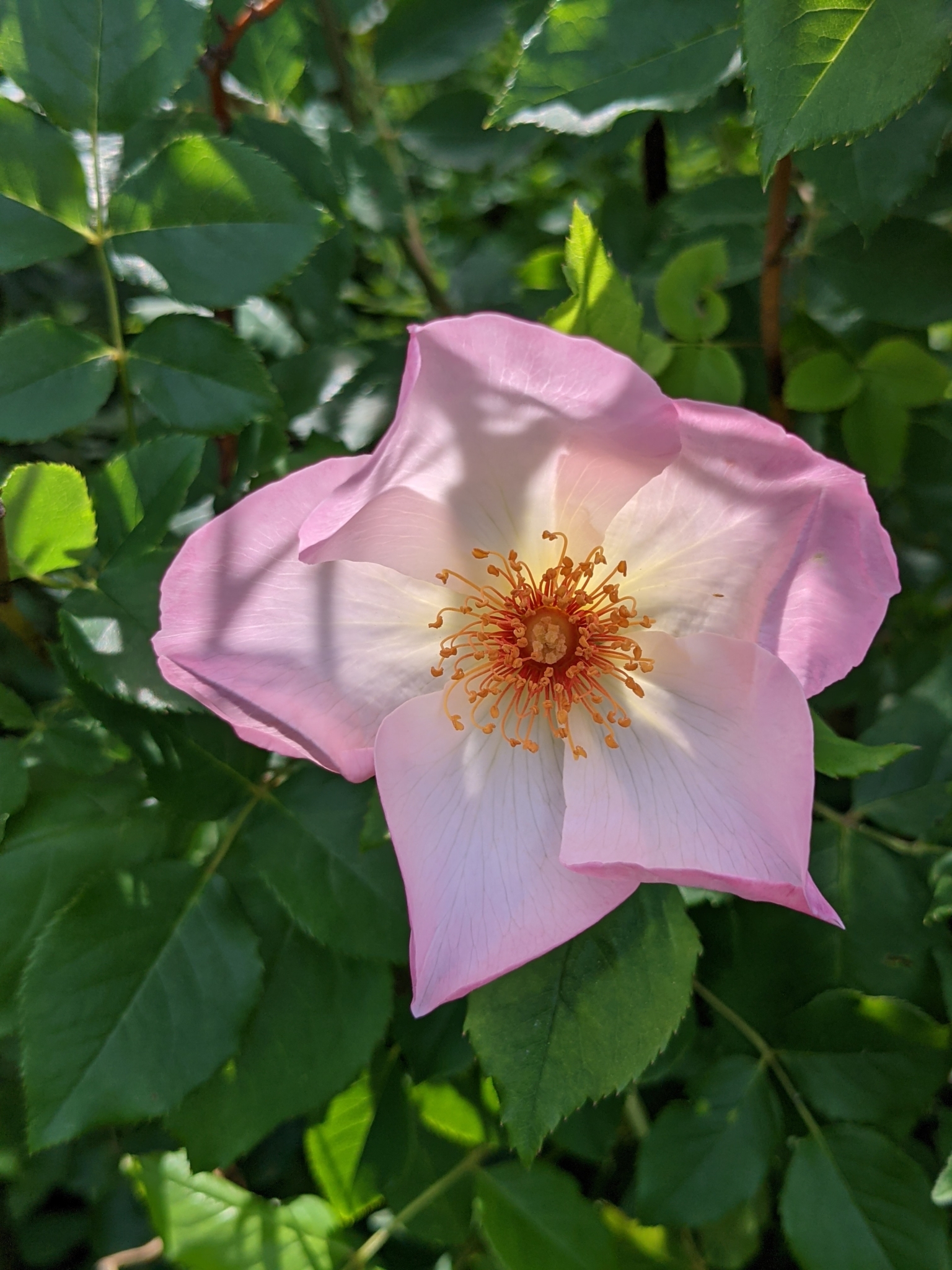 June Blooms in My Flower Garden - The Martha Stewart Blog