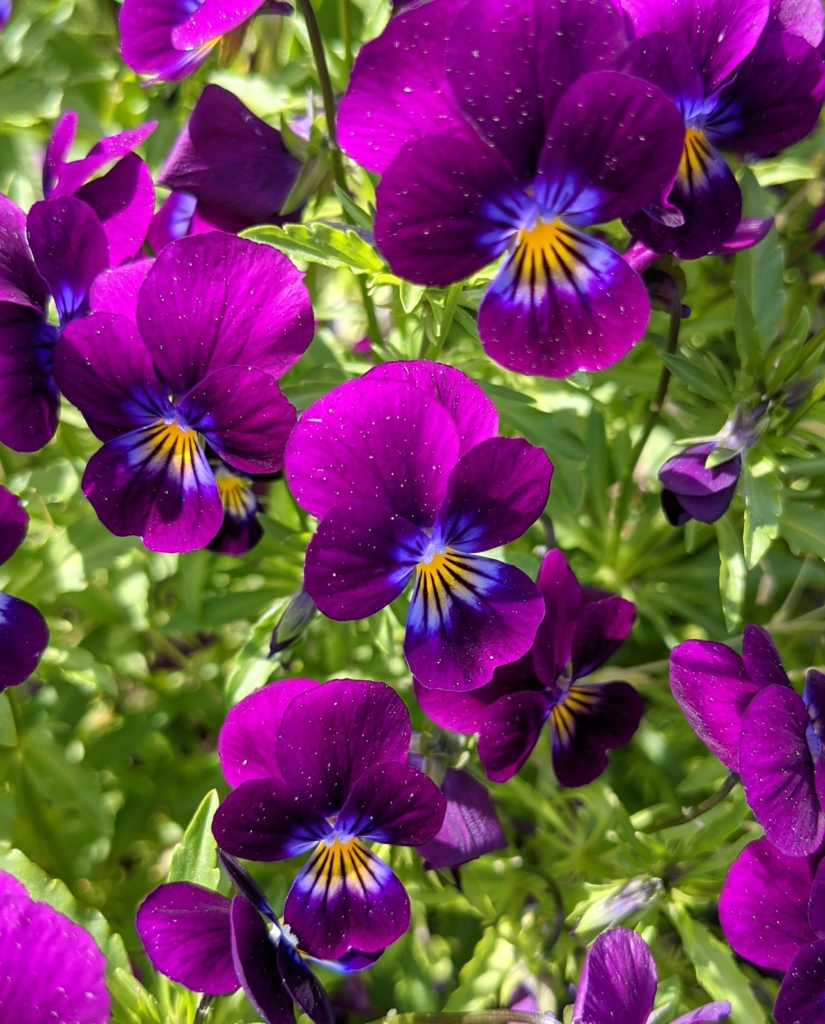 June Blooms in My Flower Garden - The Martha Stewart Blog