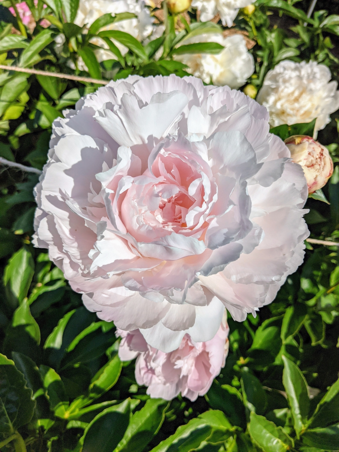 The Martha Stewart Blog : Blog Archive My Blooming Herbaceous Peonies ...