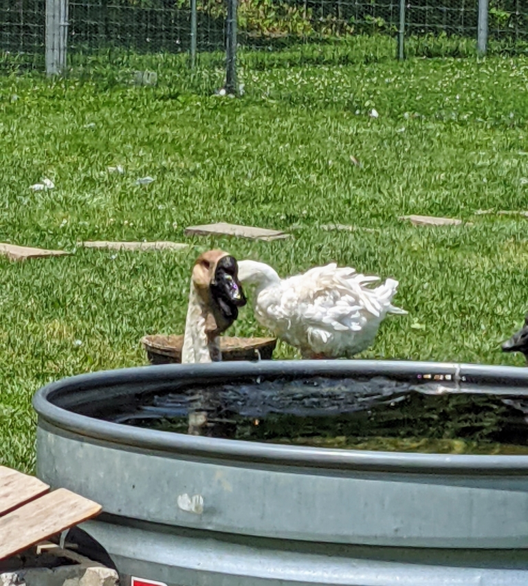 Building a Shelter for My Geese - The Martha Stewart Blog