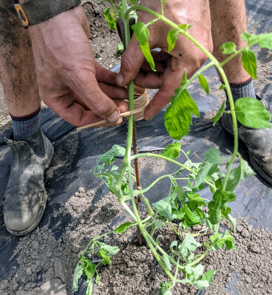 Planting the Season's Tomatoes - The Martha Stewart Blog