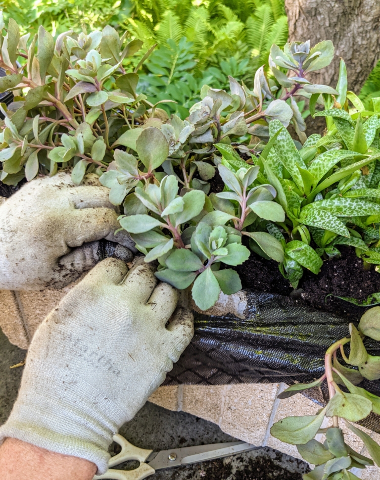 Planting the Troughs Outside My Winter House - The Martha Stewart Blog