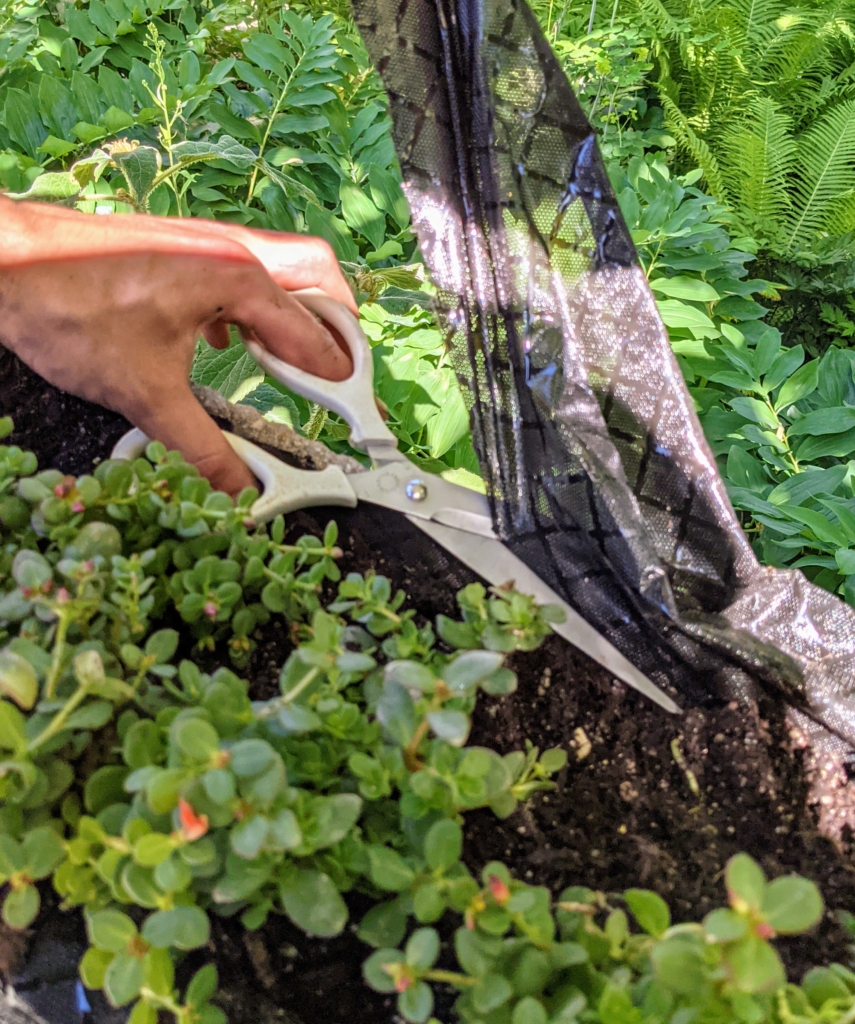 Planting the Troughs Outside My Winter House - The Martha Stewart Blog